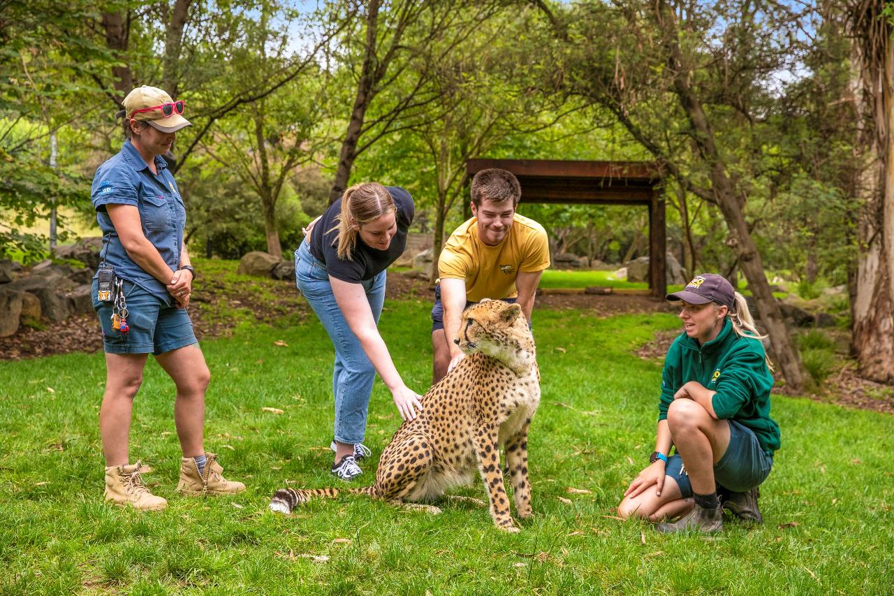 Meet-a-Cheetah - National Zoo & Aquarium Reservations