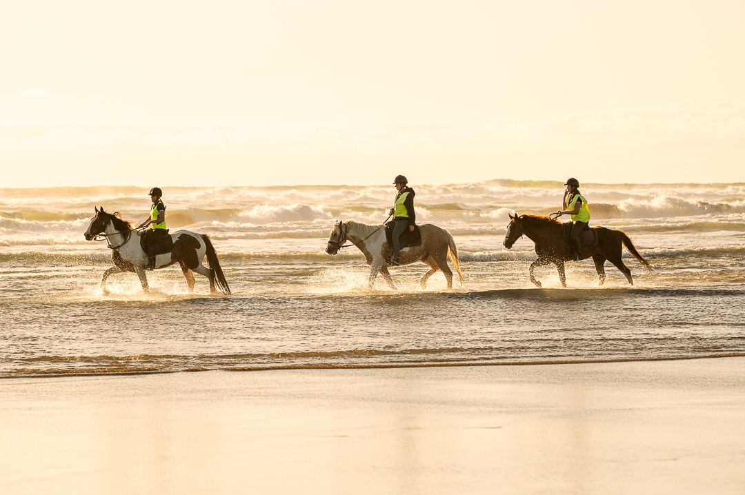 Horse riding at Muriwai Beach