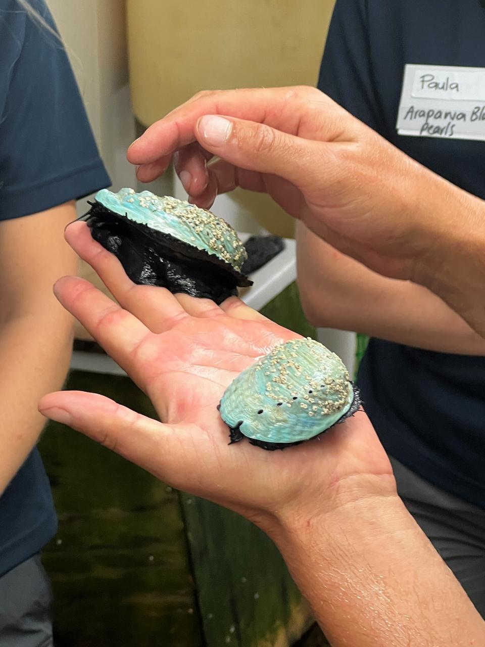 Paua Pearl Farm Tour - Beachcomber Cruises Reservations