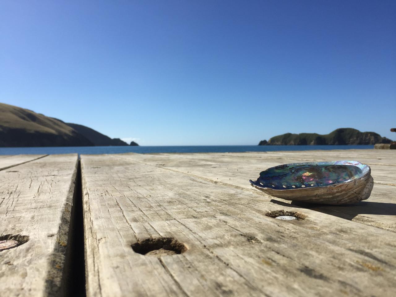 Paua Pearl Farm Tour - Beachcomber Cruises Reservations