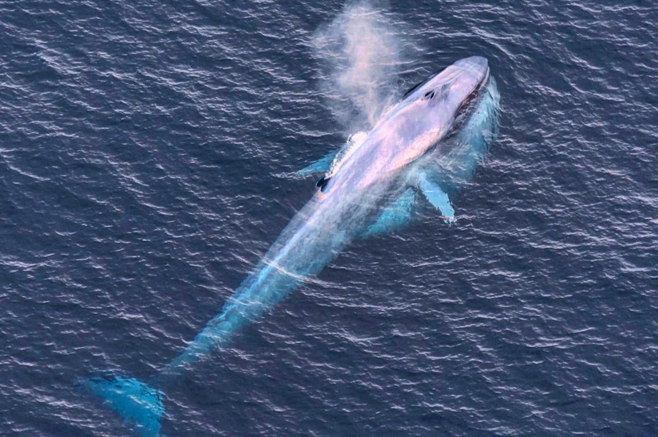 Kaikoura Whales Helicopter Flight