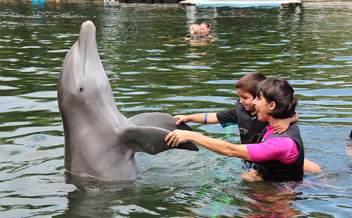 Shallow Water Encounter - Dolphins Plus Reservations