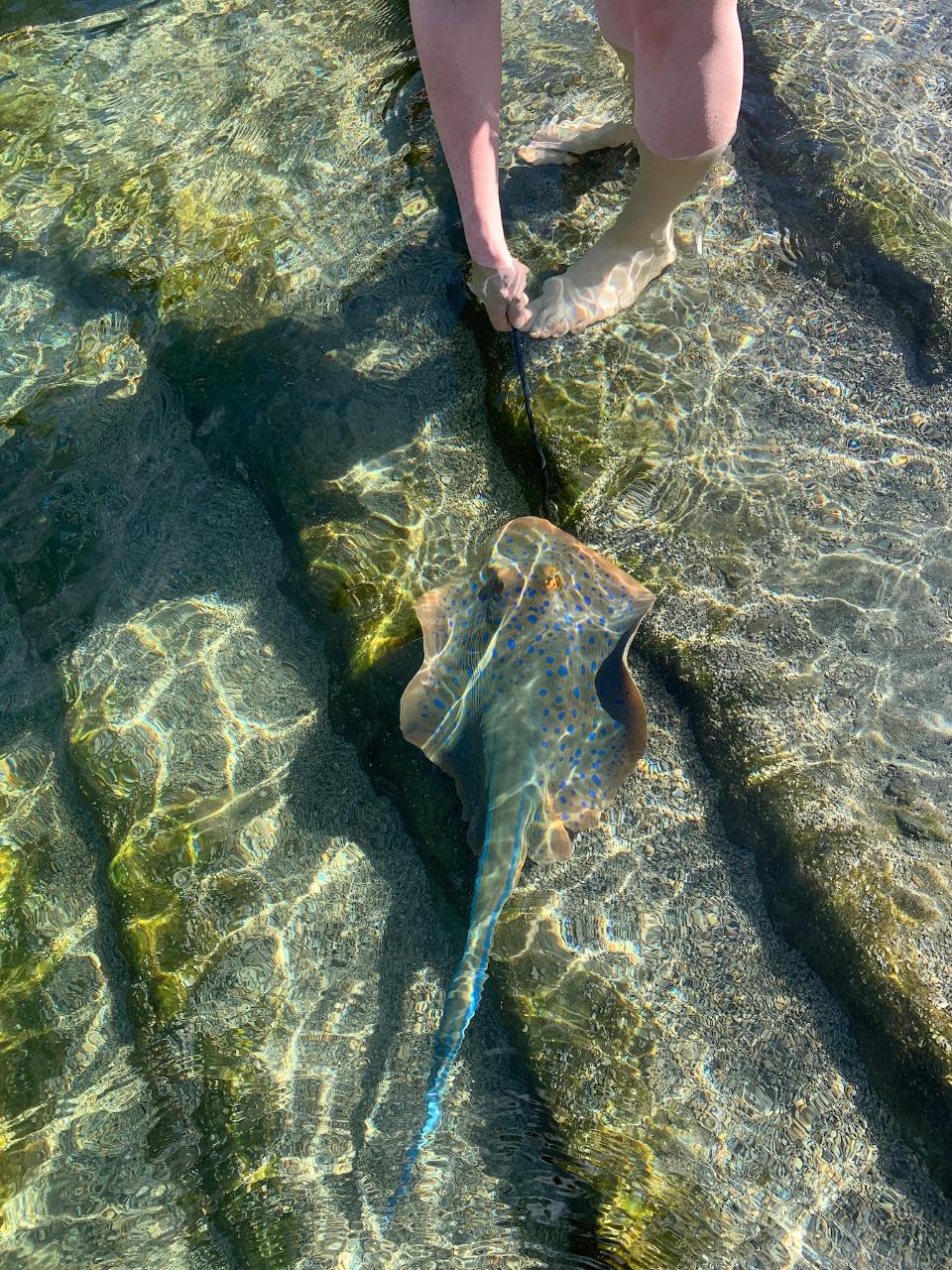 Irukandji Shark & Ray Encounters Anna Bay Port Stephens Gift Card