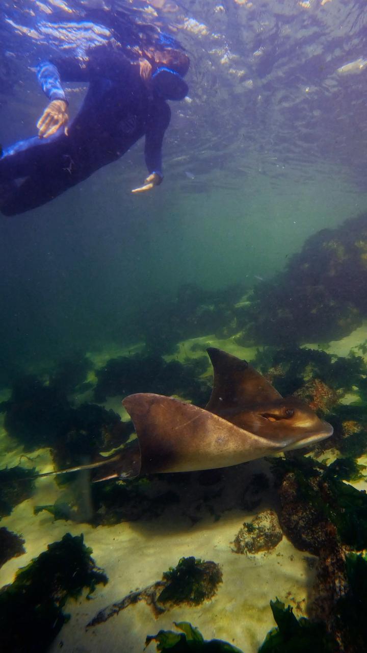 Tropical lagoon snorkel Port Stephens