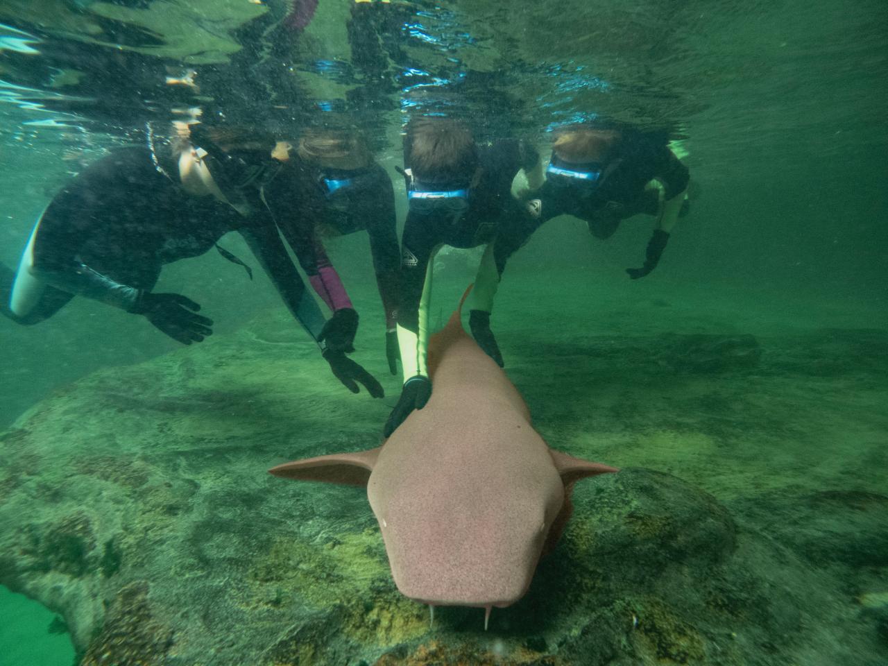 Irukandji Shark & Ray Encounters Anna Bay Port Stephens Gift Card