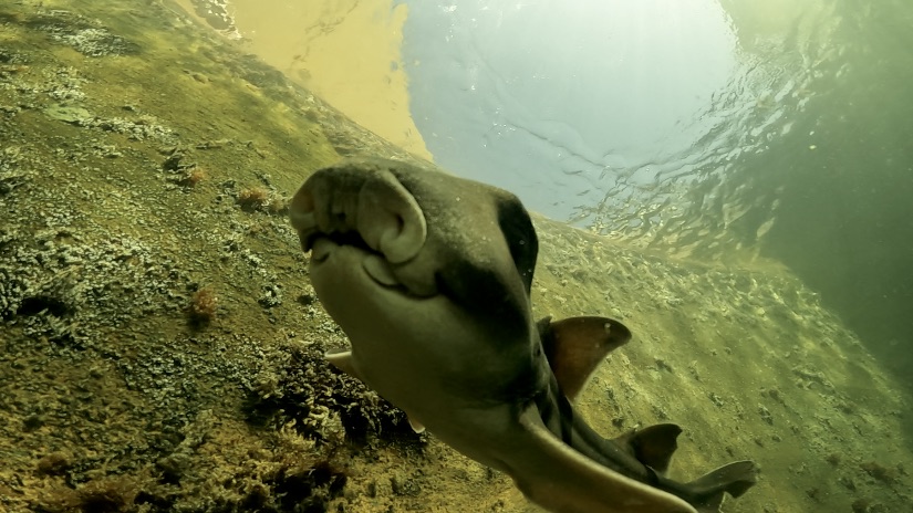 Irukandji Shark & Ray Encounters Anna Bay Port Stephens Gift Card