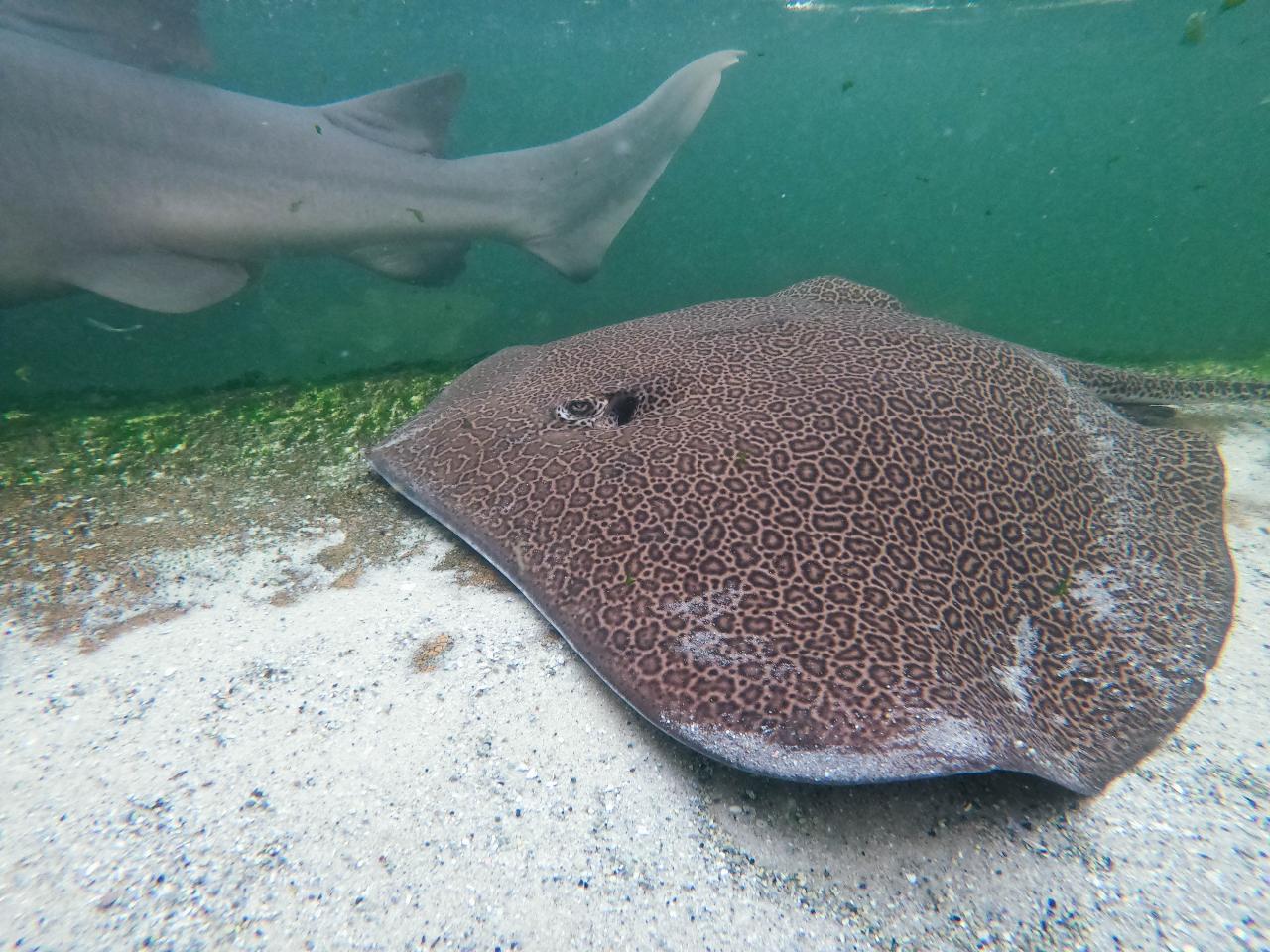 Ultimate Elasmo Pass