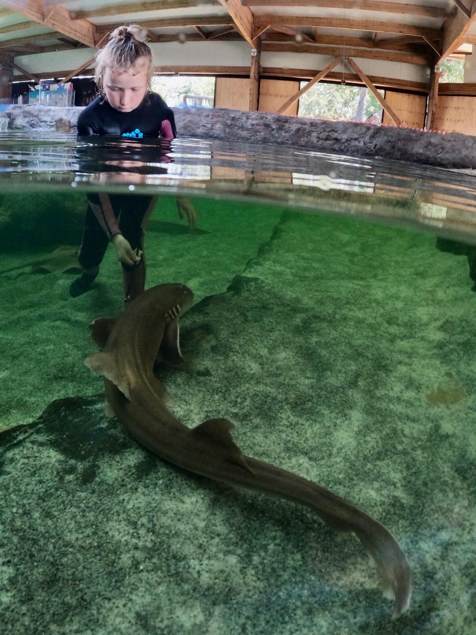 Entry Ticket and Wetsuit upgrade for Irukandji Shark & Ray Encounters ...