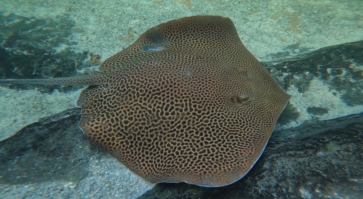 Zebra Shark Snorkel at Irukandji Shark & Ray Encounters in Anna Bay ...