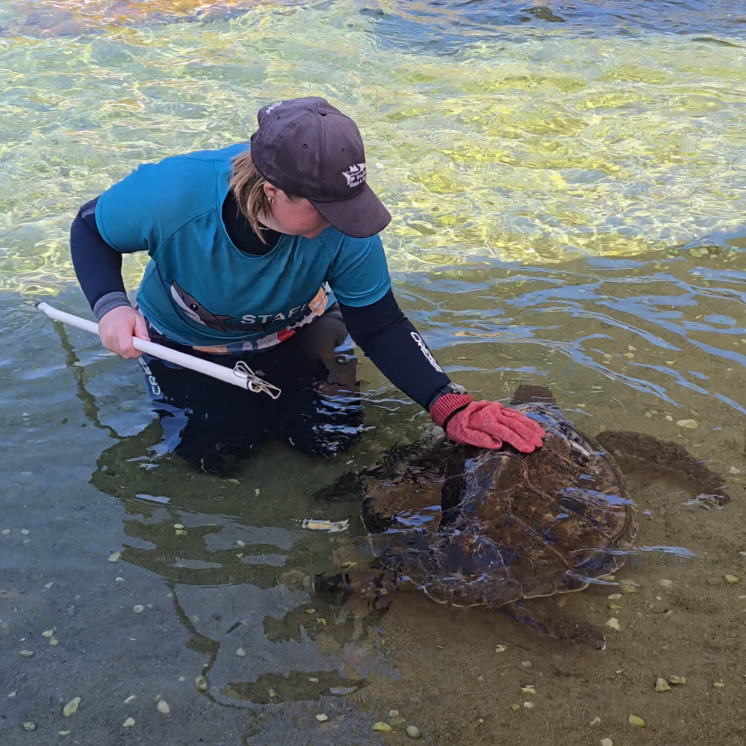Turtle Conservation Experience B2B Packaged with Entry Pass - Turers ...