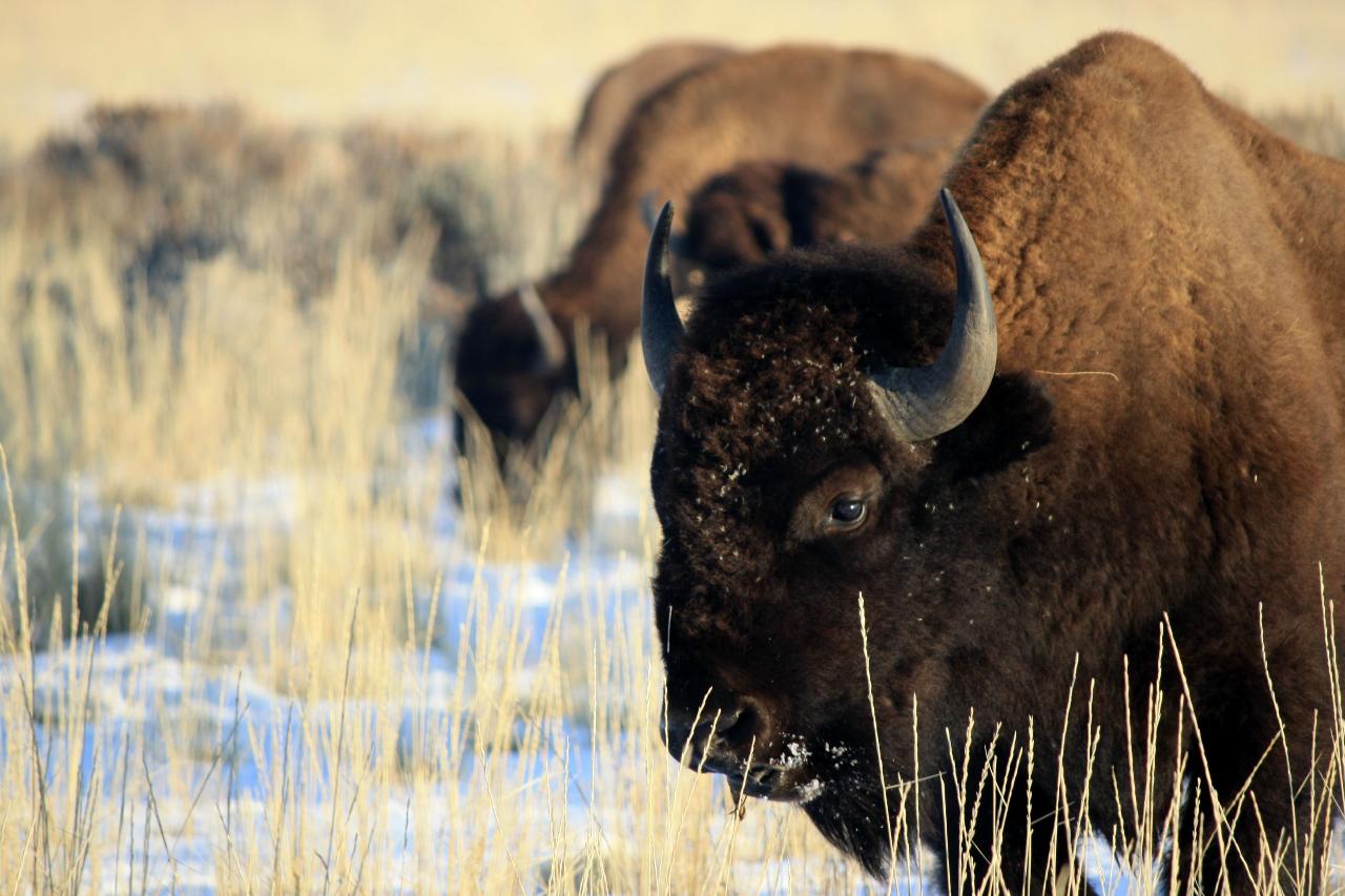 Wildlife Buffalo Tours - Arctic Tours Canada Reservations