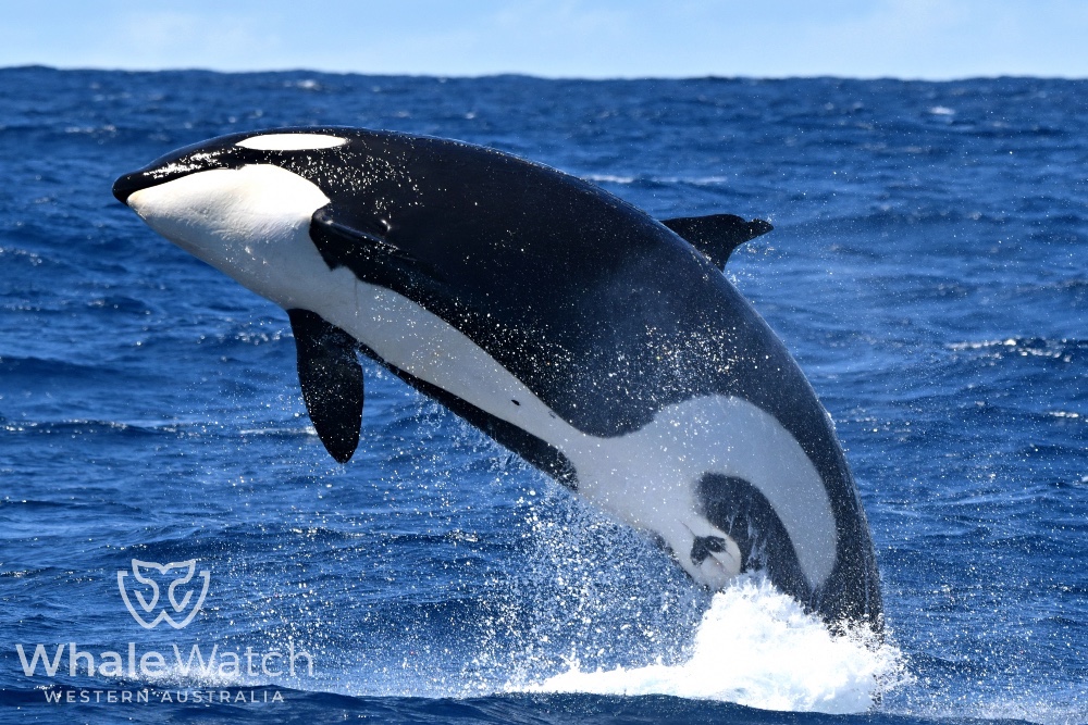 Bremer Bay Orca Experience - Turers - Australia