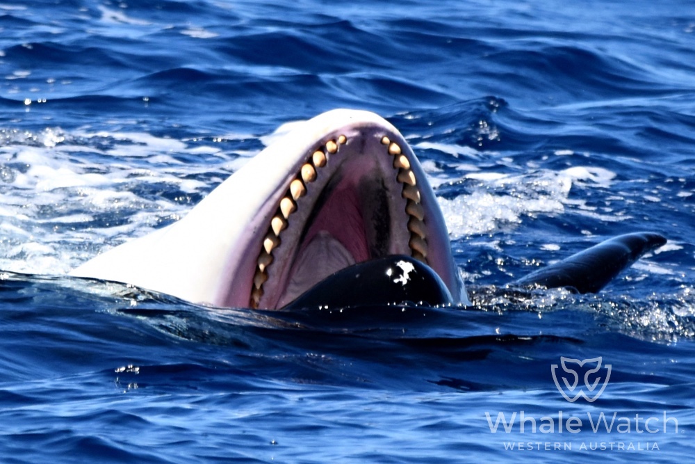 Bremer Bay Orca Experience - Turers - Australia