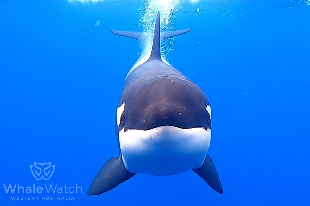 Bremer Bay Orca Experience - Turers - Australia