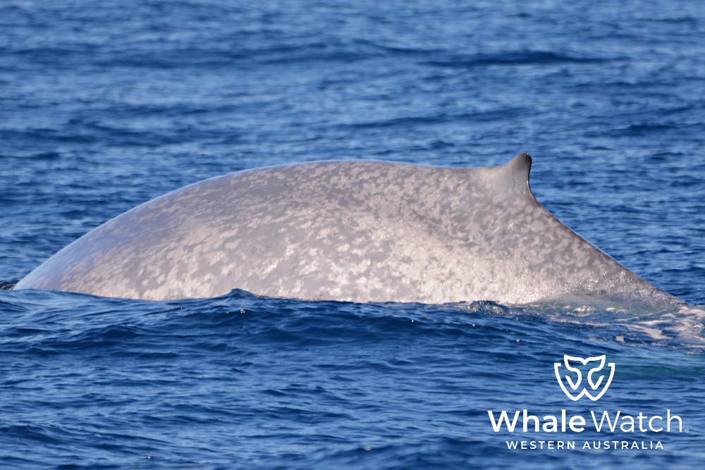 Blue Whales Western Australia