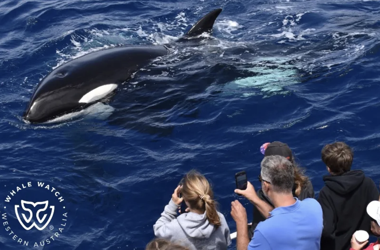 Bremer Bay Orca Experience - Turers - Australia