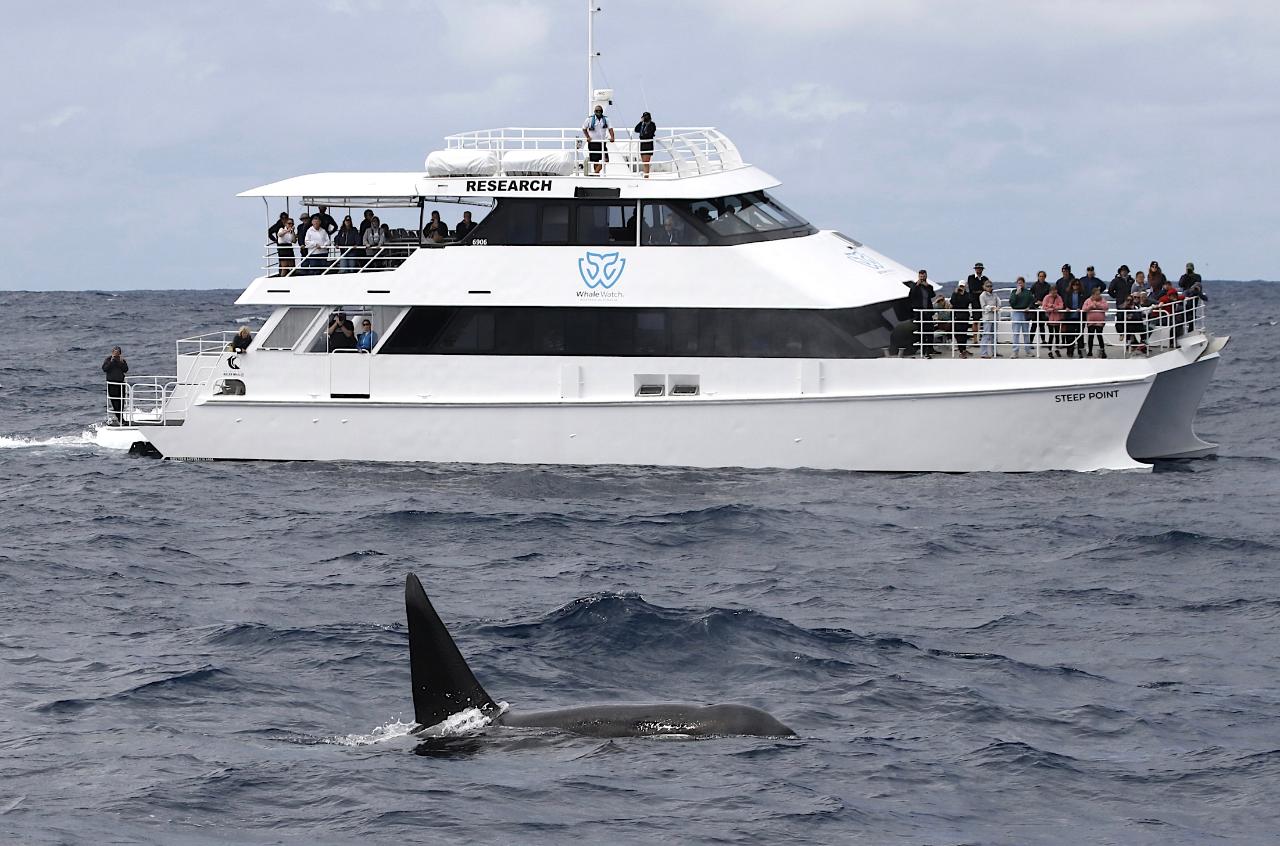 Bremer Bay Orca Experience - Turers - Australia