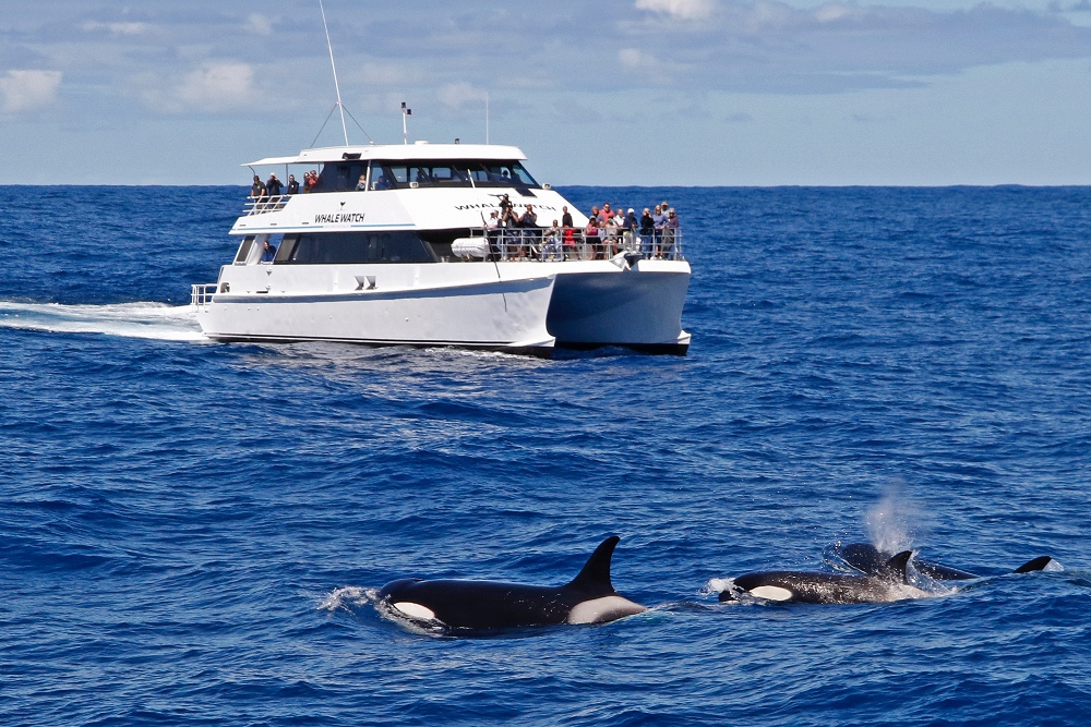 Bremer Bay Killer Whales