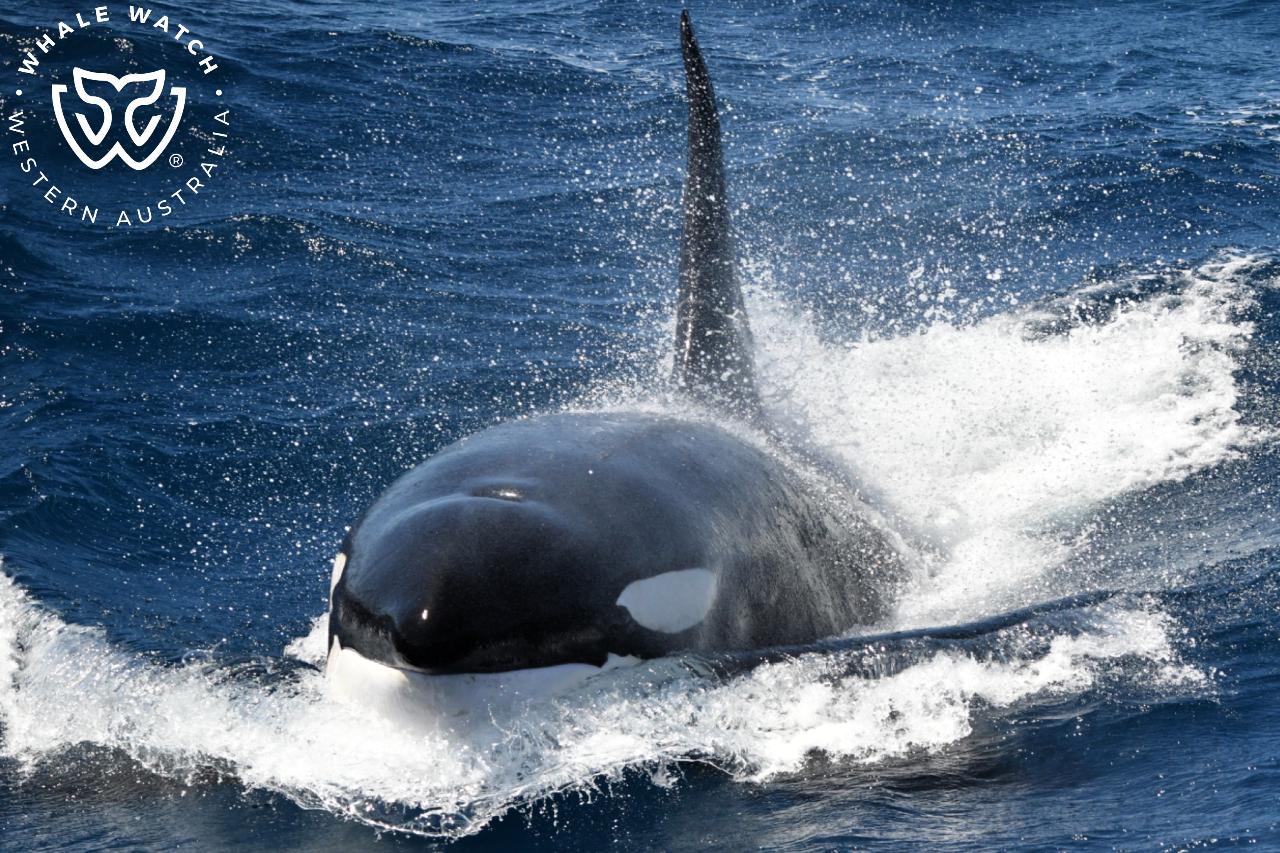 Bremer Bay Orca Experience - Turers - Australia