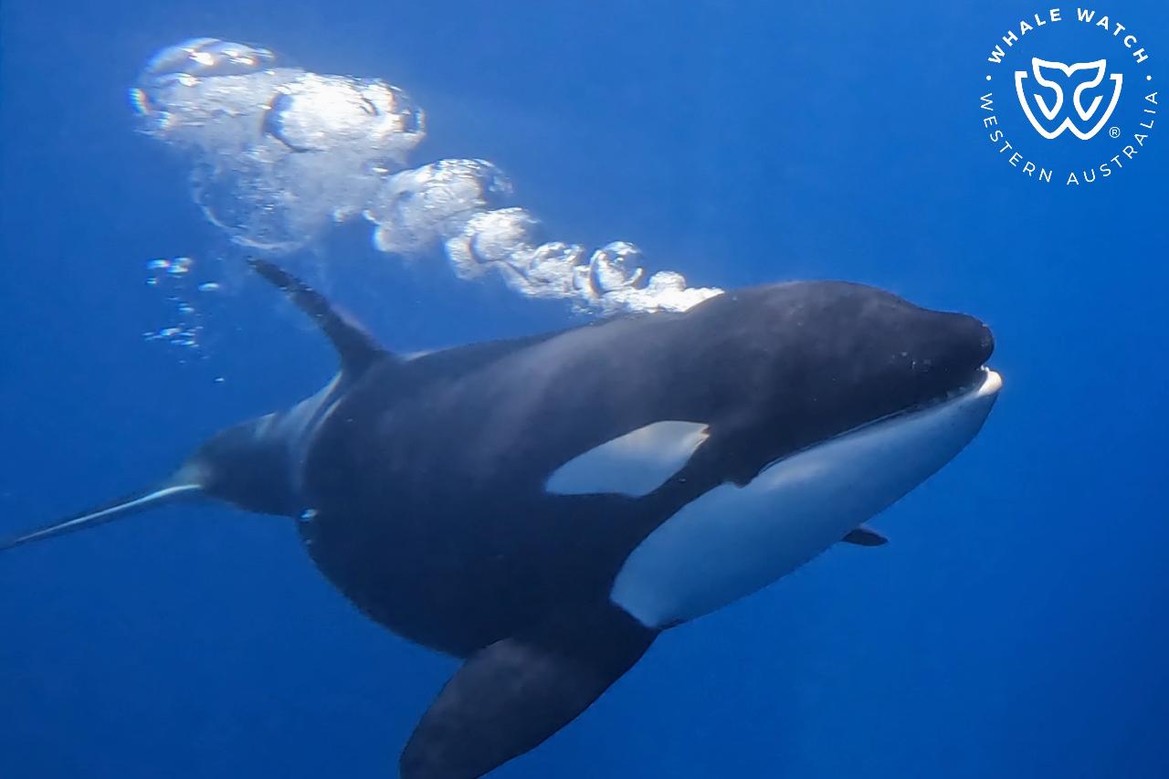 Bremer Bay Orca Experience - Turers - Australia