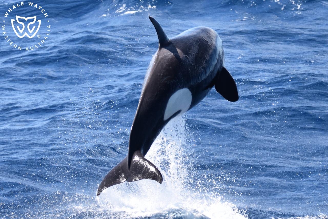 Bremer Bay Orca Experience - Turers - Australia