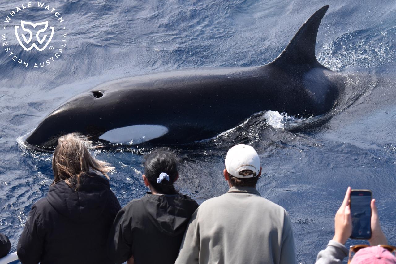Bremer Bay Orca Experience - Turers - Australia