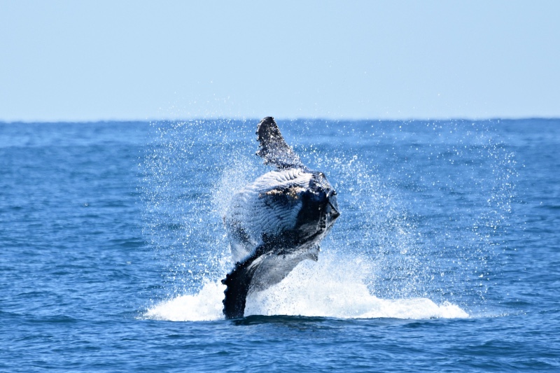 Whale Watching Busselton