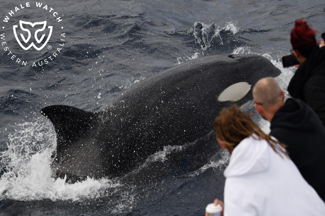 Bremer Bay Orca Experience - Turers - Australia