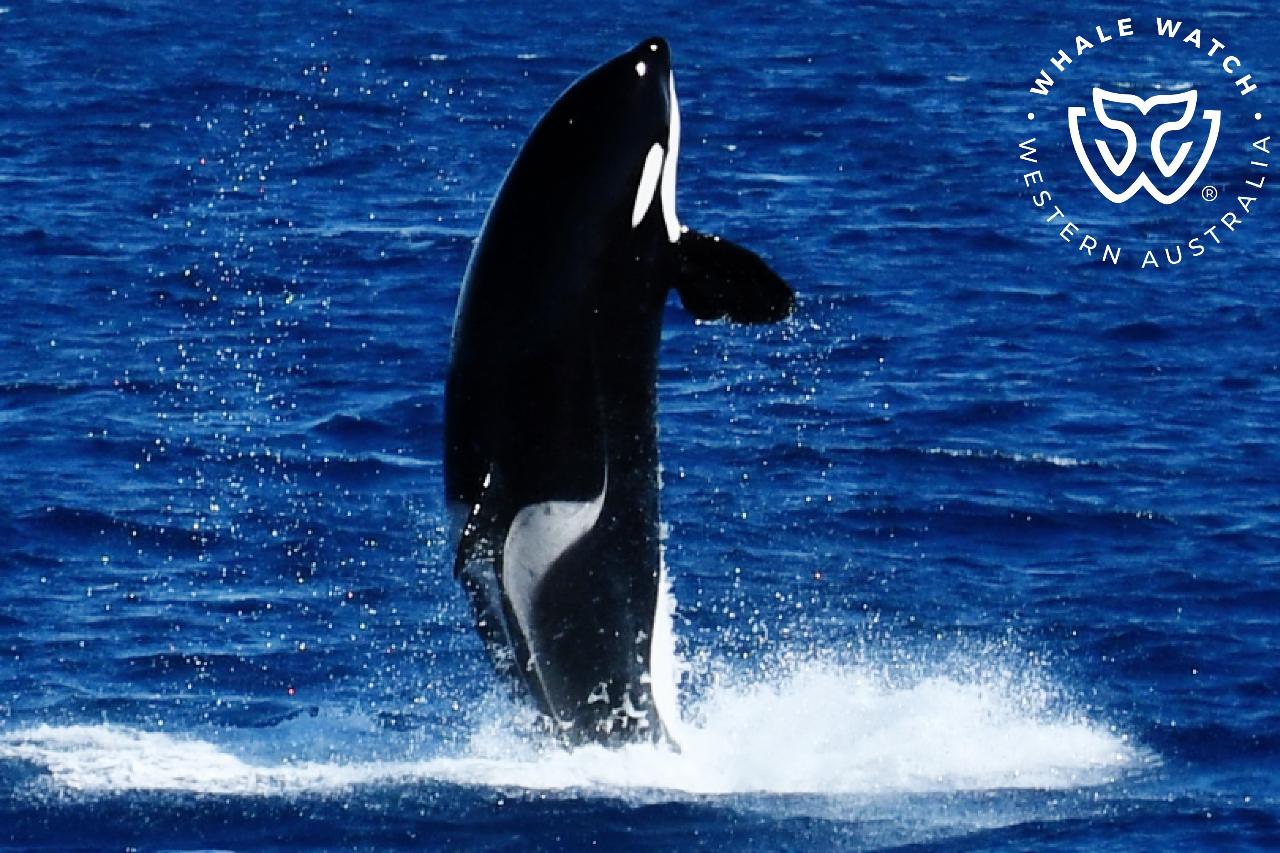 Bremer Bay Orca Experience - Turers - Australia