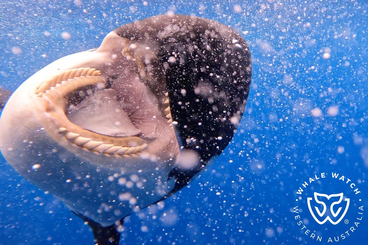 Bremer Bay Orca Experience - Turers - Australia