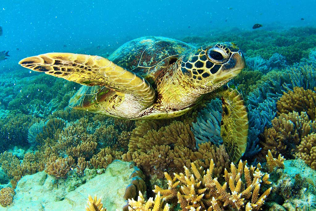Hamilton Island Tours