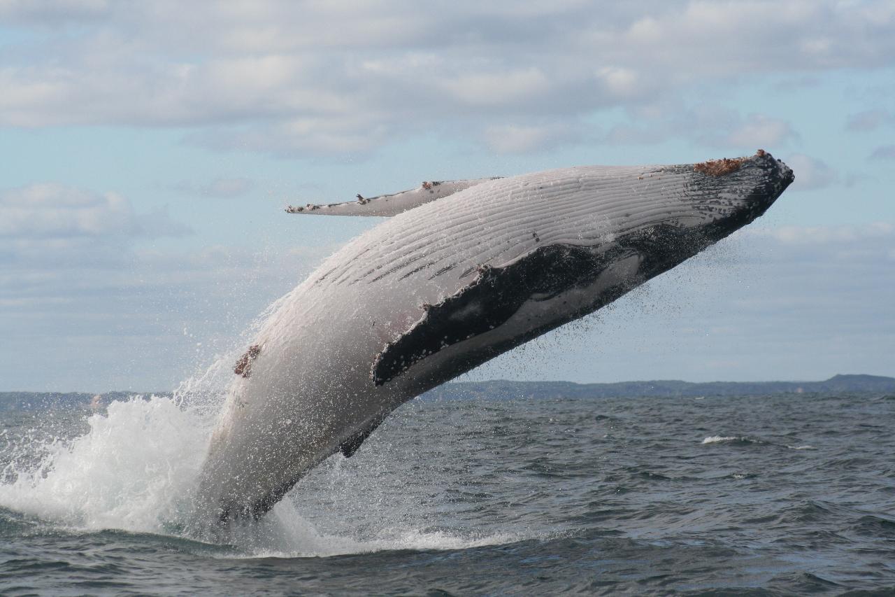 Busselton Whale Watching Eco Tours - Darby Park Serviced Residences ...