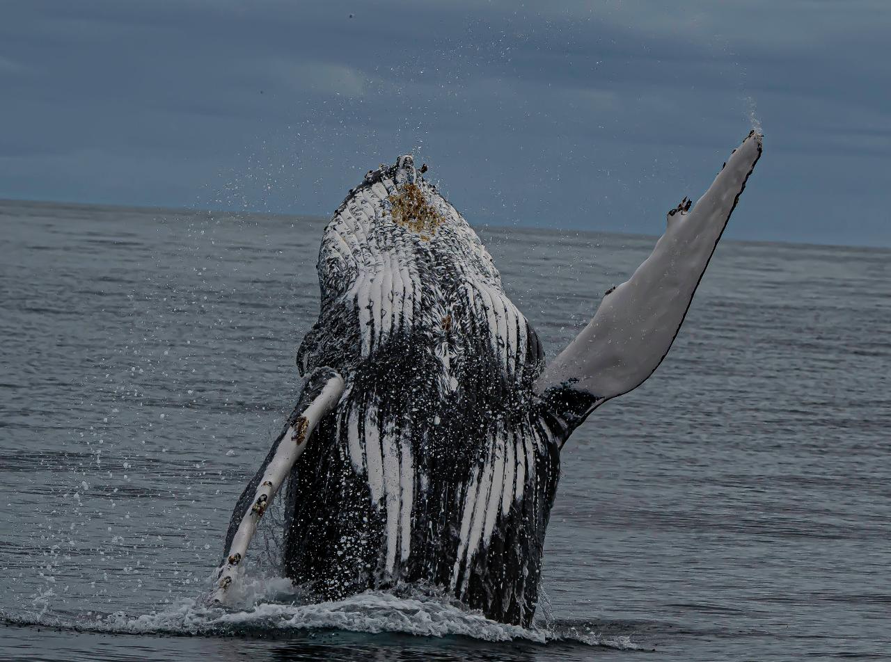 Busselton Whale Watching - Dolphin Discovery Centre Bunbury Reservations