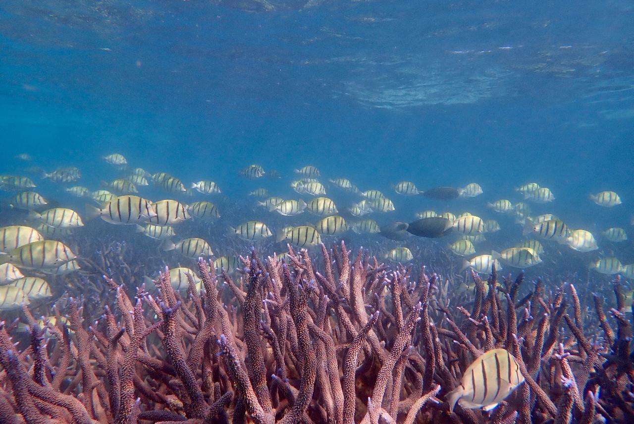 3 Day Ningaloo Reef Kayak Tour