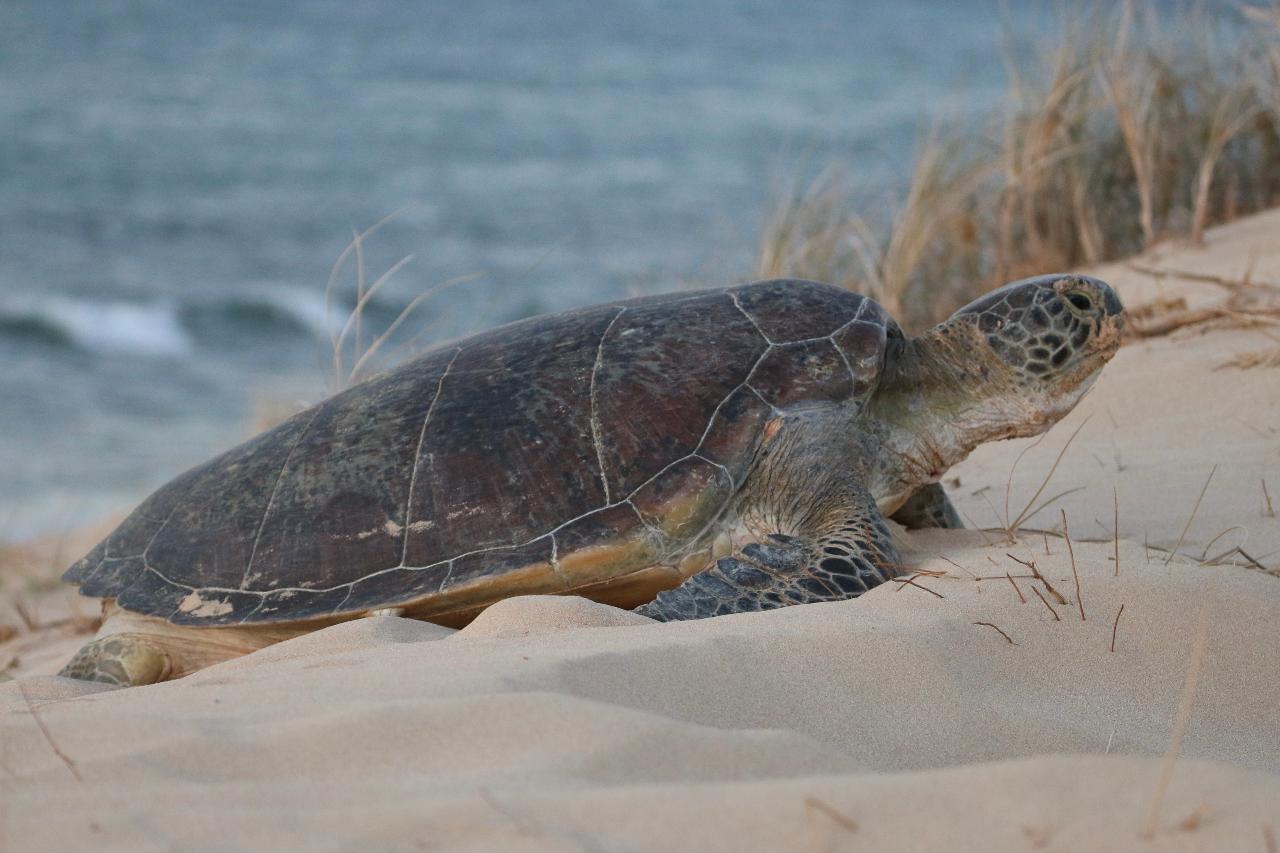 Summer Sunset Turtle Watching Tour - Exmouth Adventure Co Reservations