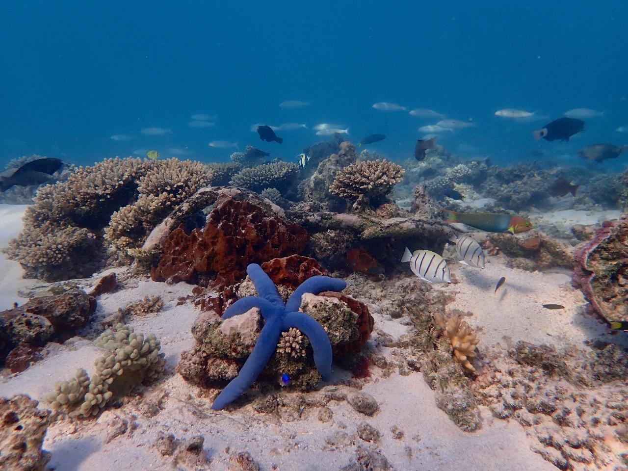 3 Day Ningaloo Reef Kayak Tour