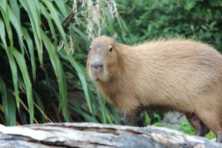 Capybara Close Encounter - Wellington Zoo Trust Reservations