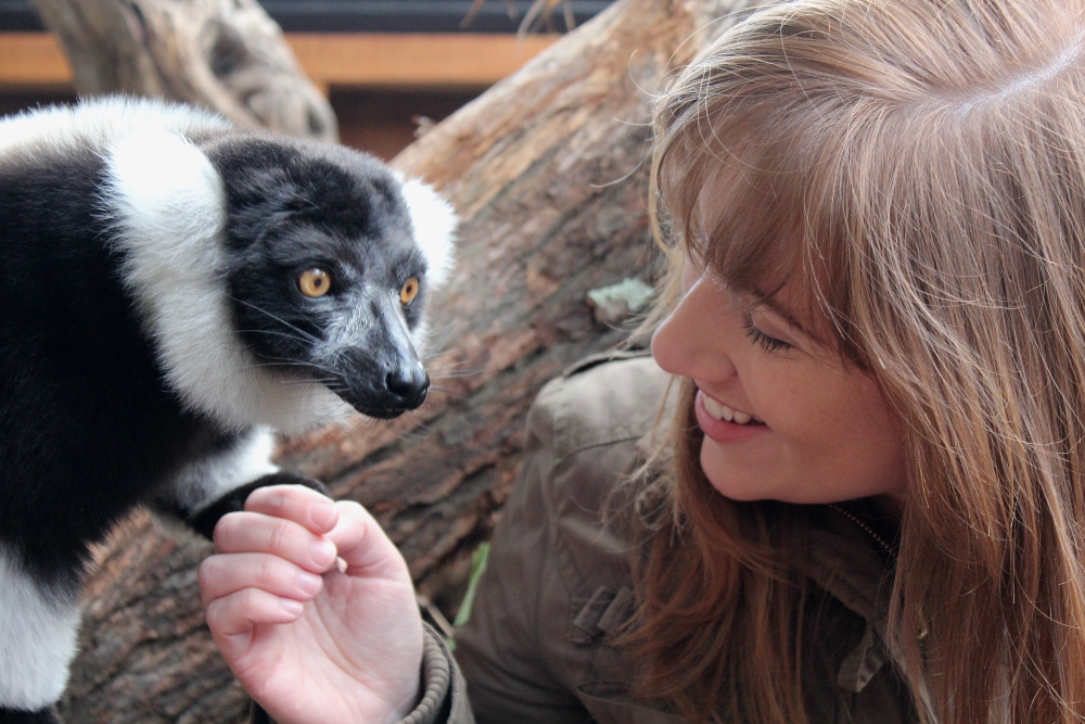 Black & White Ruffed Lemur Close Encounter - Te Nukuao Wellington Zoo ...