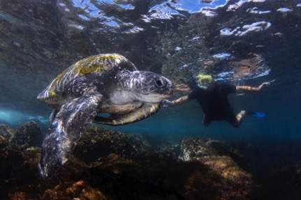 SCUBA DIVE at COOK ISLAND MARINE RESERVE