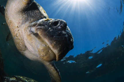 SCUBA DIVE at COOK ISLAND MARINE RESERVE