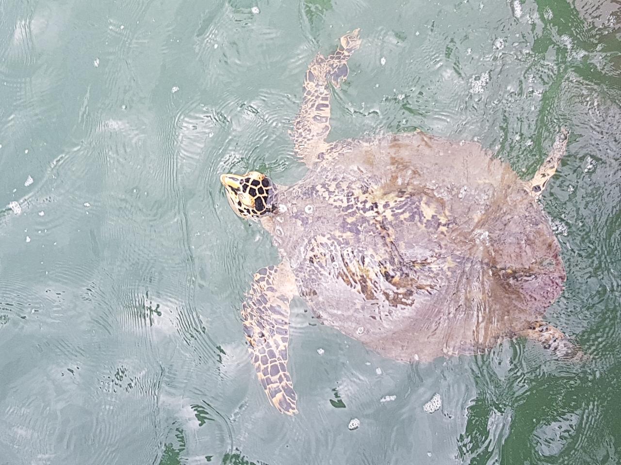 Palm Cove Double Island Kayak Turtle Tour - Turers - Australia