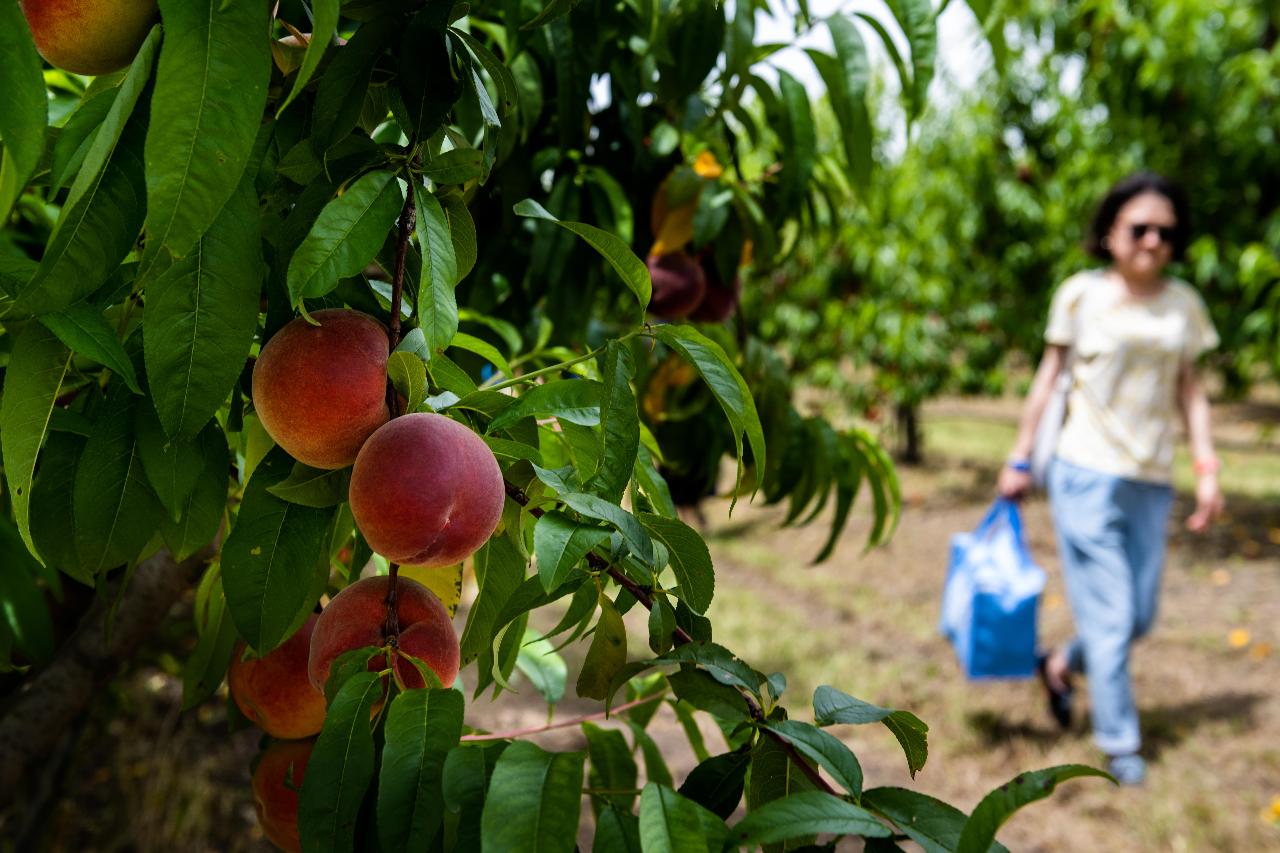 'Pick Your Own' Experience (Walking) - Stonefruit - 2022-23 Season ...