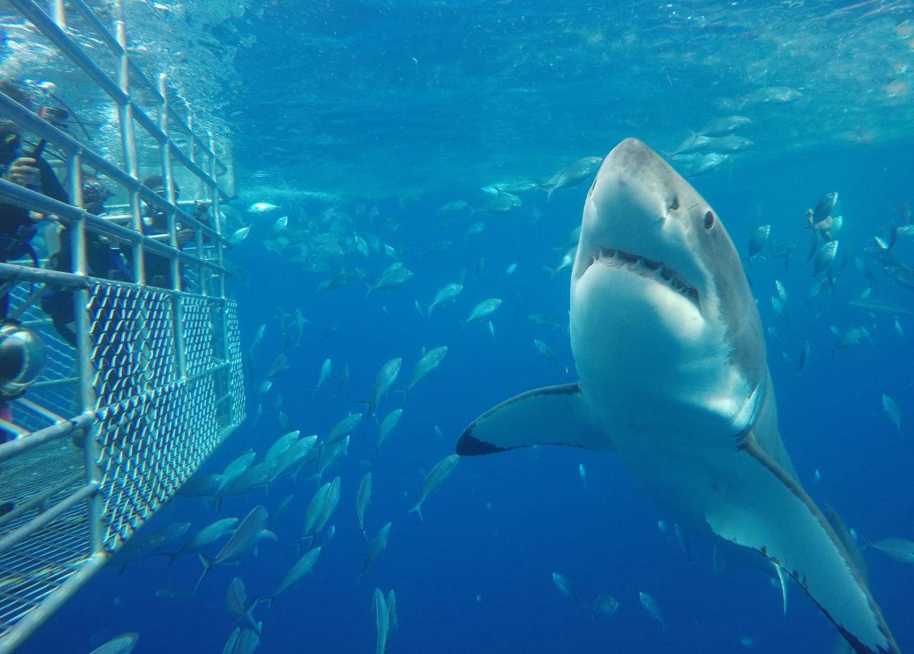 Shark & Sealion Combo - Calypso Star Charters Reservations