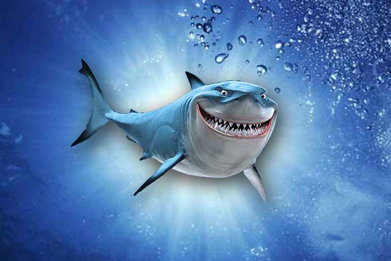 Shark Watching - No Limits Adventure/Cabo Tours l.d.a. - Sal Island ...