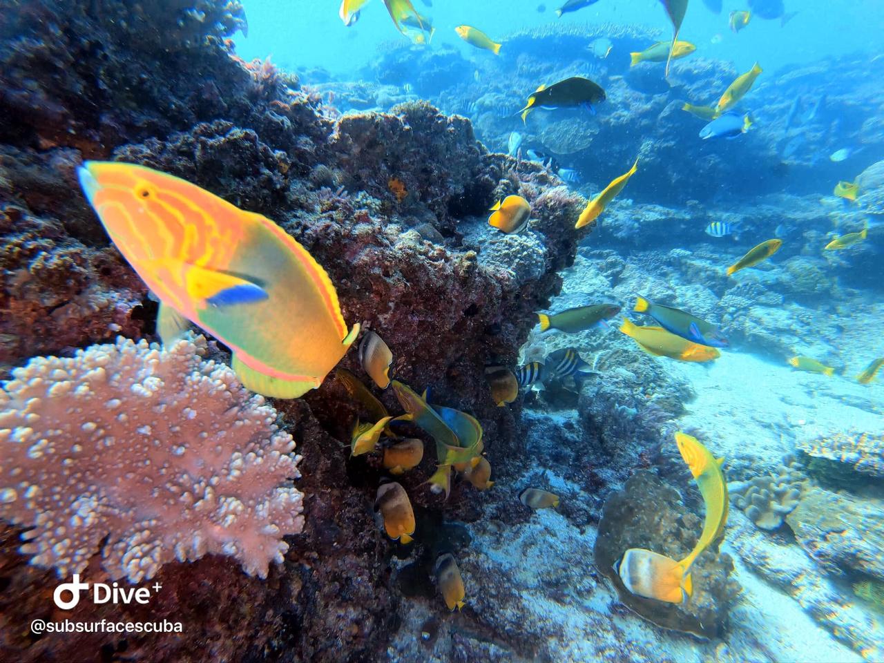 Scuba Diving Flinders Reef - Sunshine Coast Dive Tour