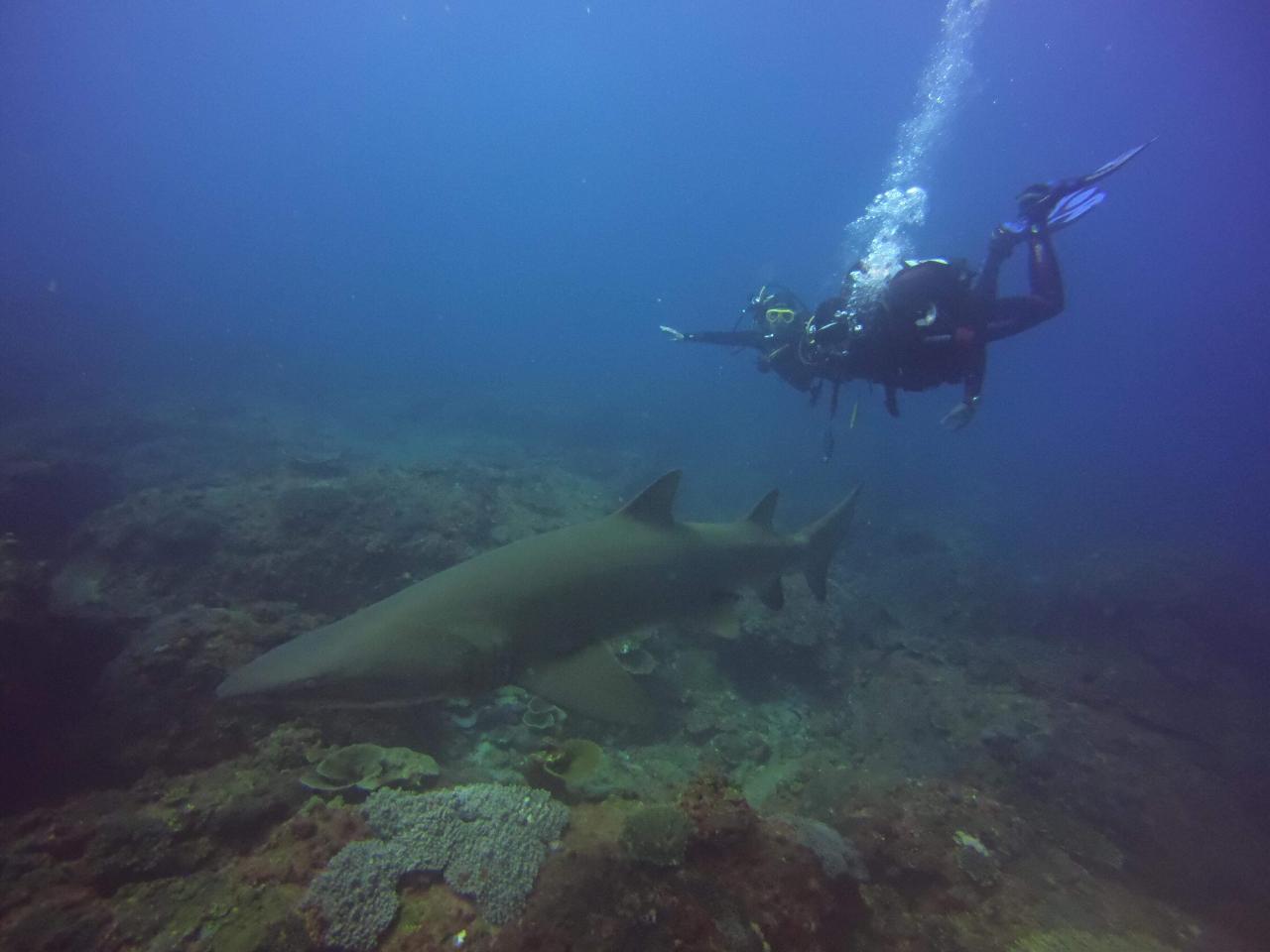 Scuba Dive With Sharks - Sunshine Coast Dive Tour