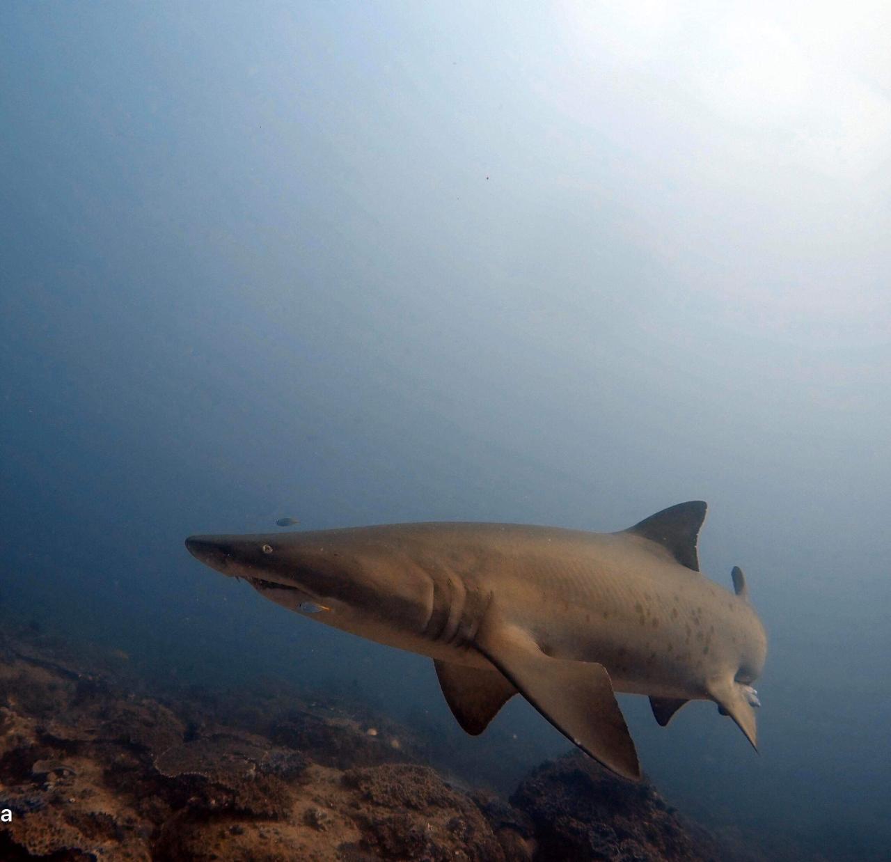 Scuba Dive With Sharks - Sunshine Coast Dive Tour