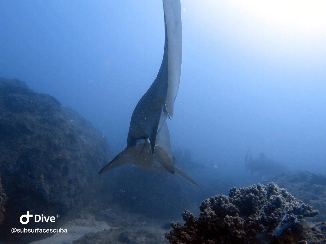 Scuba Dive With Sharks - Sunshine Coast Dive Tour
