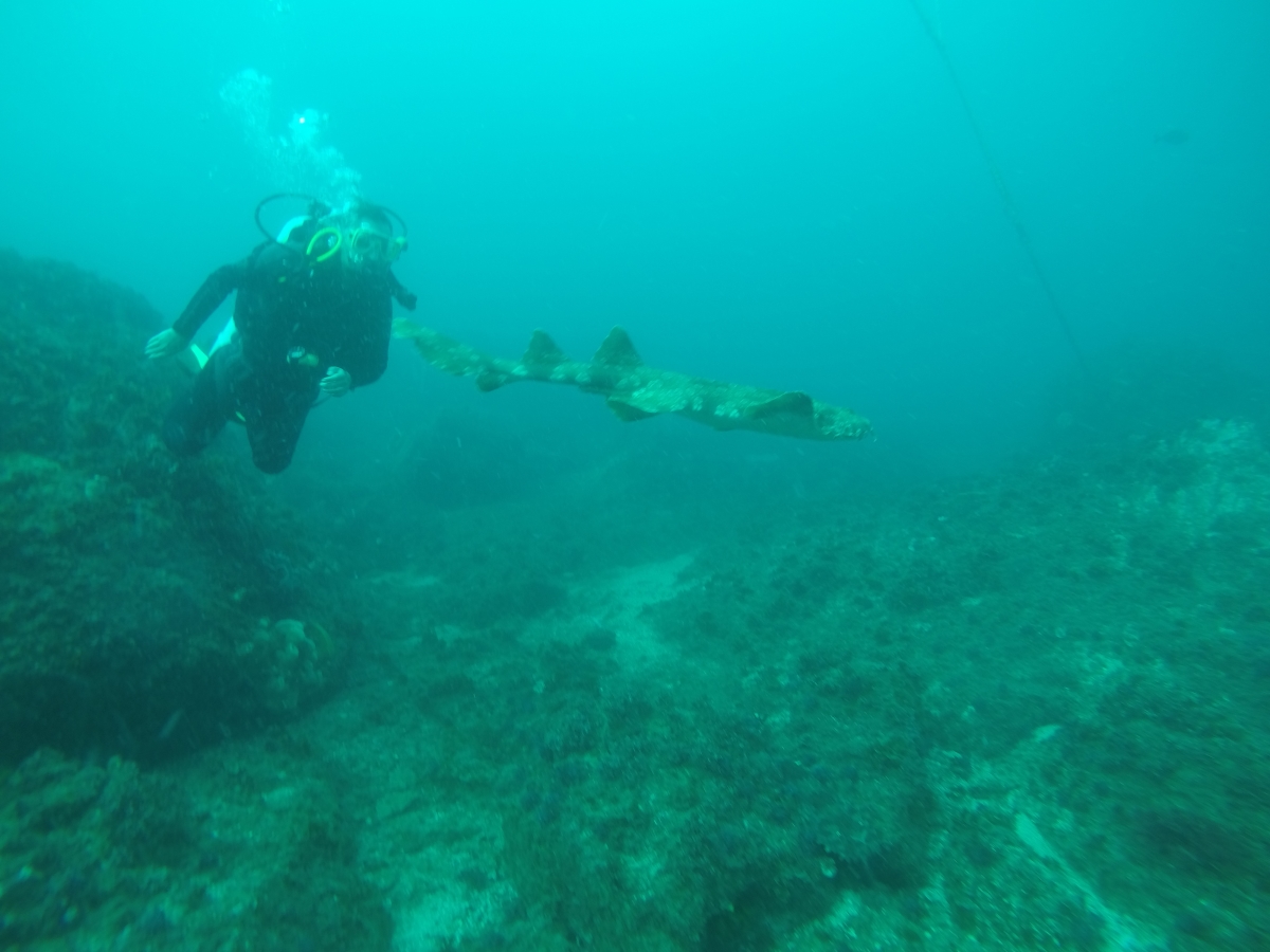 Scuba Diving Julian Rocks - Sunshine Coast Dive Tour