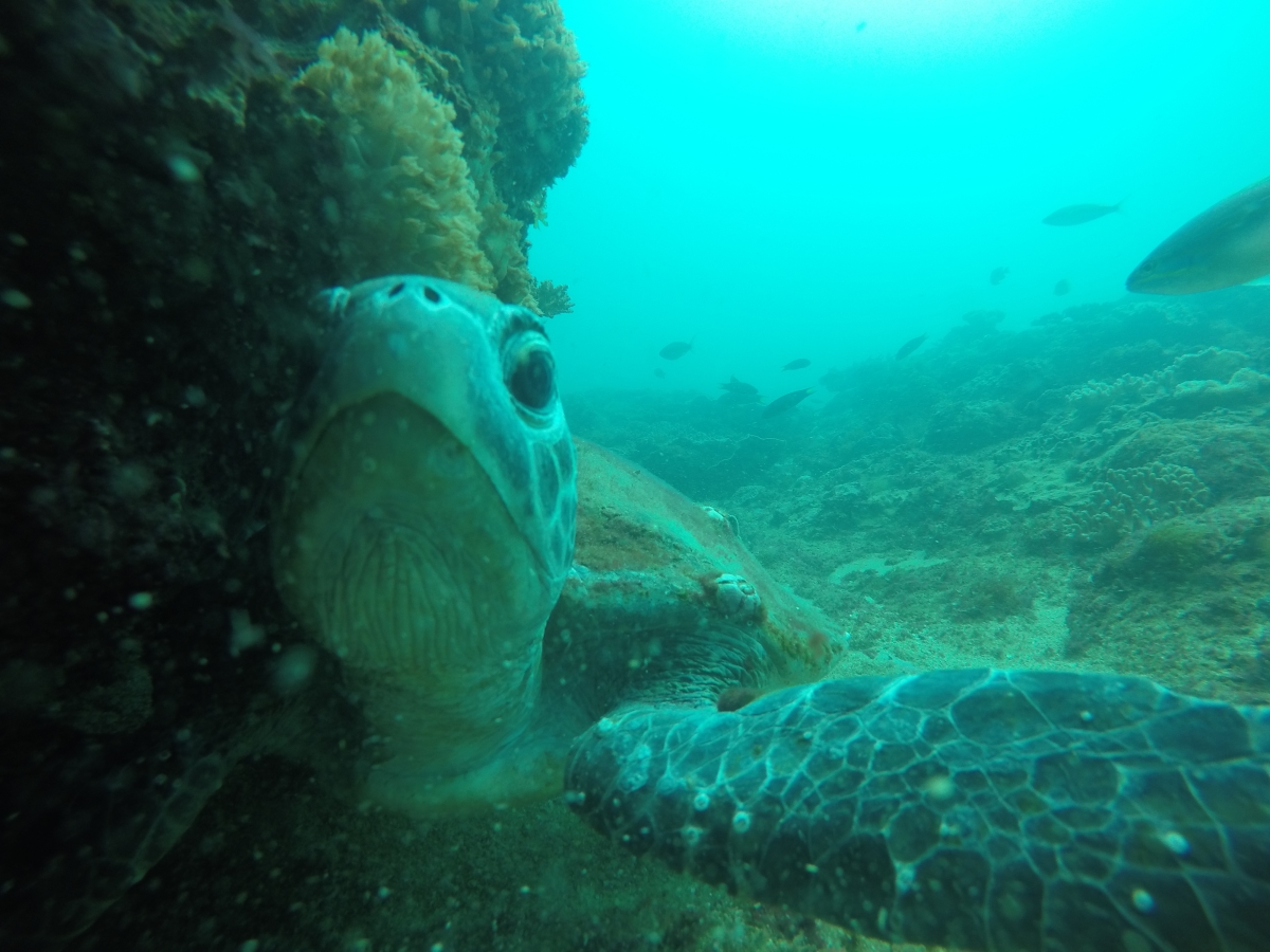 Introductory Discover Scuba Diving - Noosa & Mooloolaba, Sunshine Coast